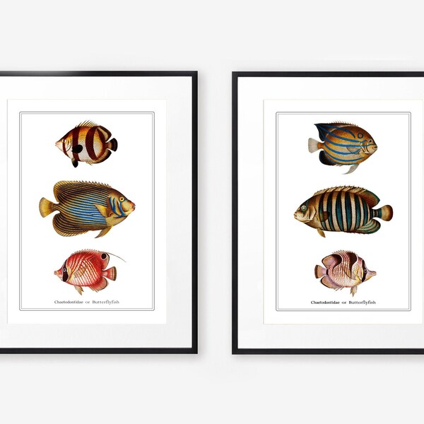 Vintage Fish Print - Etsy