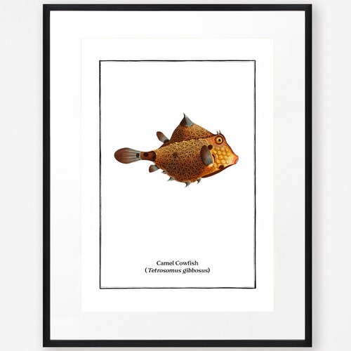 Vintage Cowfish Print Colourful Sea Fish Art Vintage Aquatic - Etsy