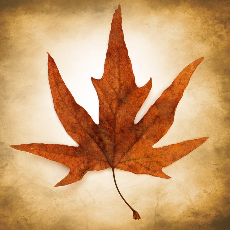 Rustic Nature Decor Large Botanical Prints Set of 4 Prints | Etsy