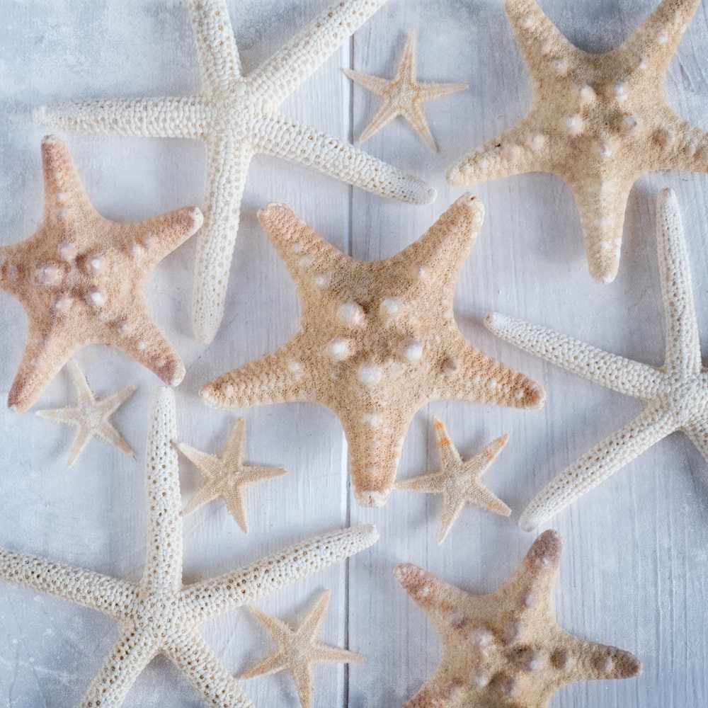 Starfish Art Beach House Decor Coastal Decor Bathroom Wall - Etsy UK
