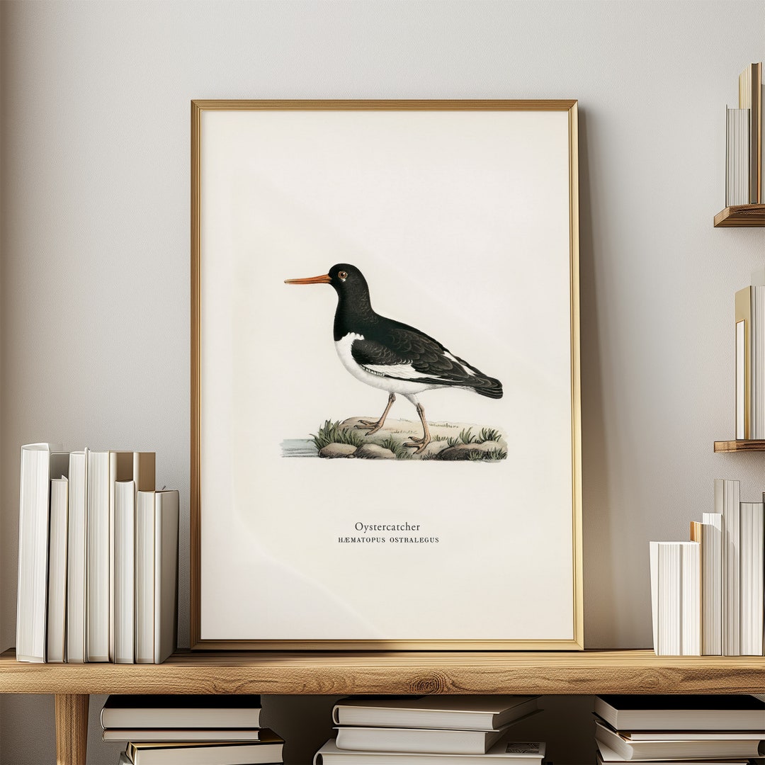 Vintage Coastal Decor Sea Bird Wall Art Oystercatcher Print for Bird ...