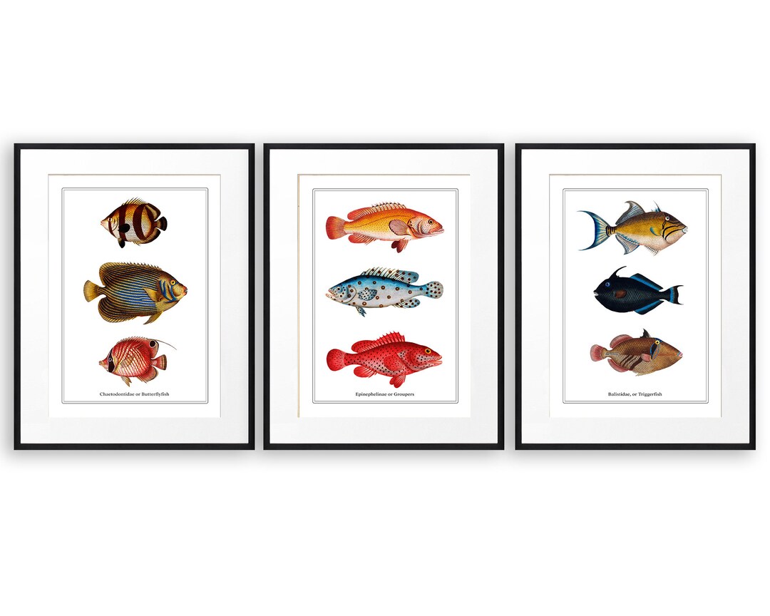 Vintage Fish Set of 3 Prints Colourful Aquatic Illustrations - Etsy