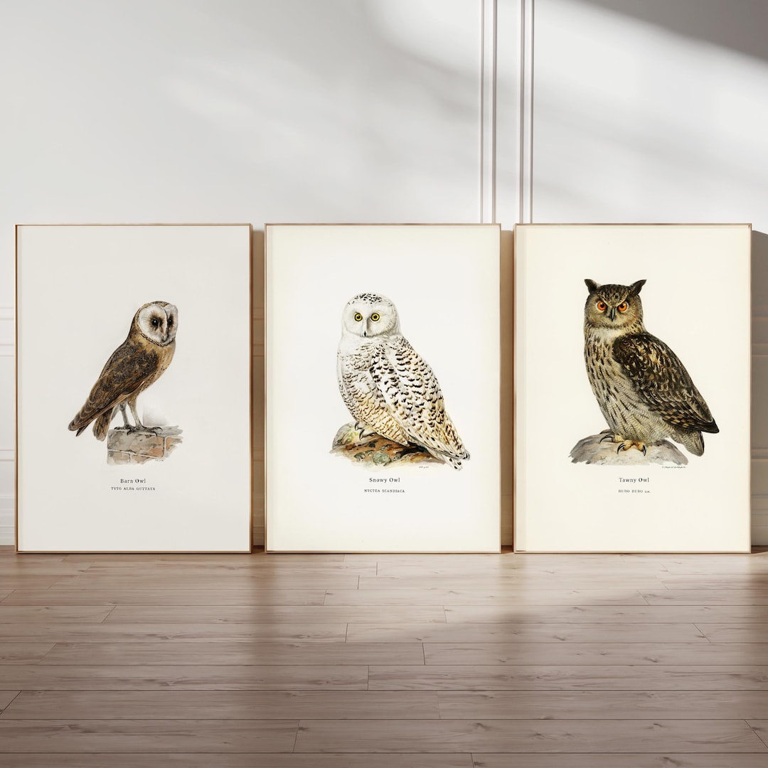 Owl Wall Art Collection Snowy Owl Display Room Decor Bird Lover Home ...