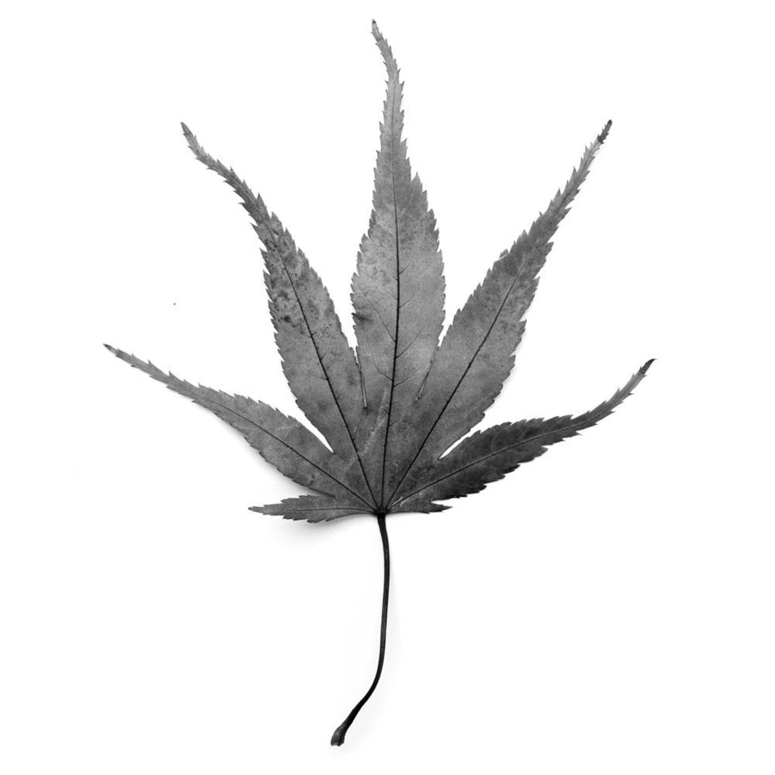 Large Botanical Prints Leaf Art Prints Botanical Wall Art | Etsy