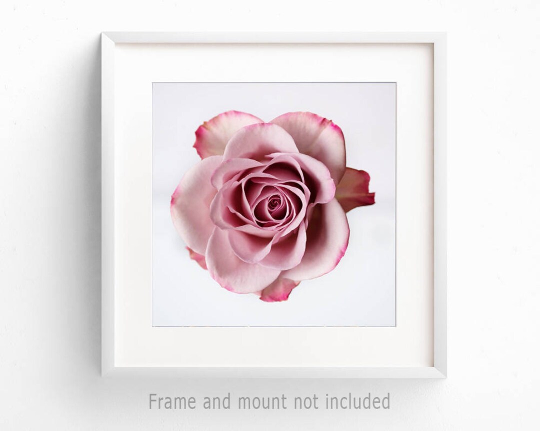 Pink Rose Flower Photograph Modern Floral Wall Art Botanical - Etsy
