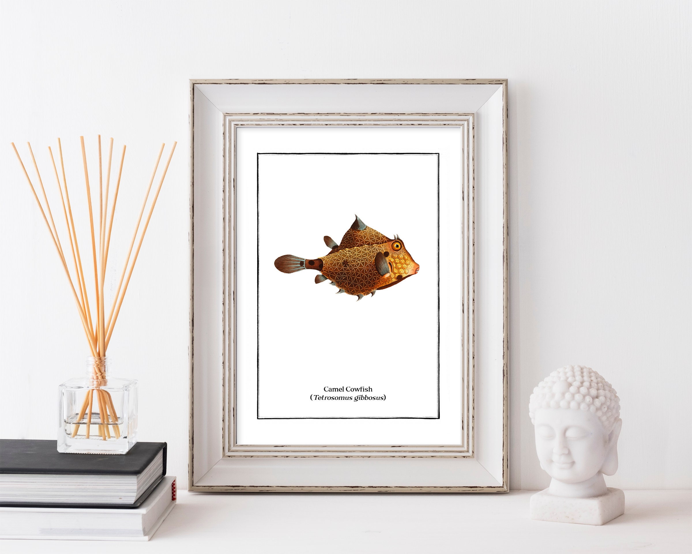 Vintage Cowfish Print Colourful Sea Fish Art Vintage Aquatic | Etsy