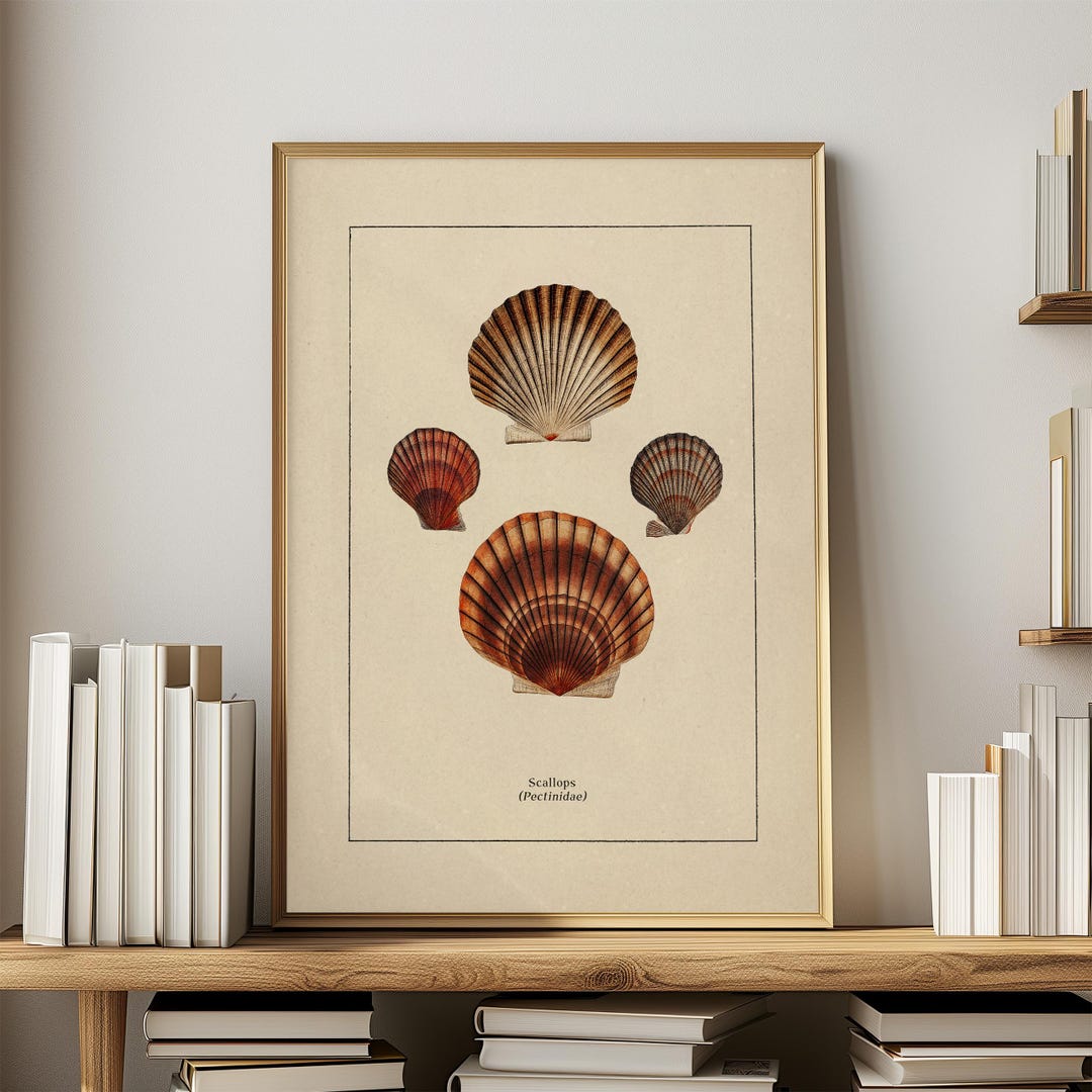 Seashell Art Vintage Print Seashell Print Nautical Decor History Art ...