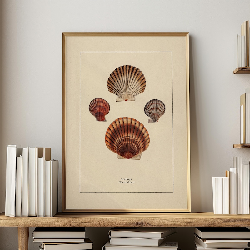 Seashell Print - Etsy