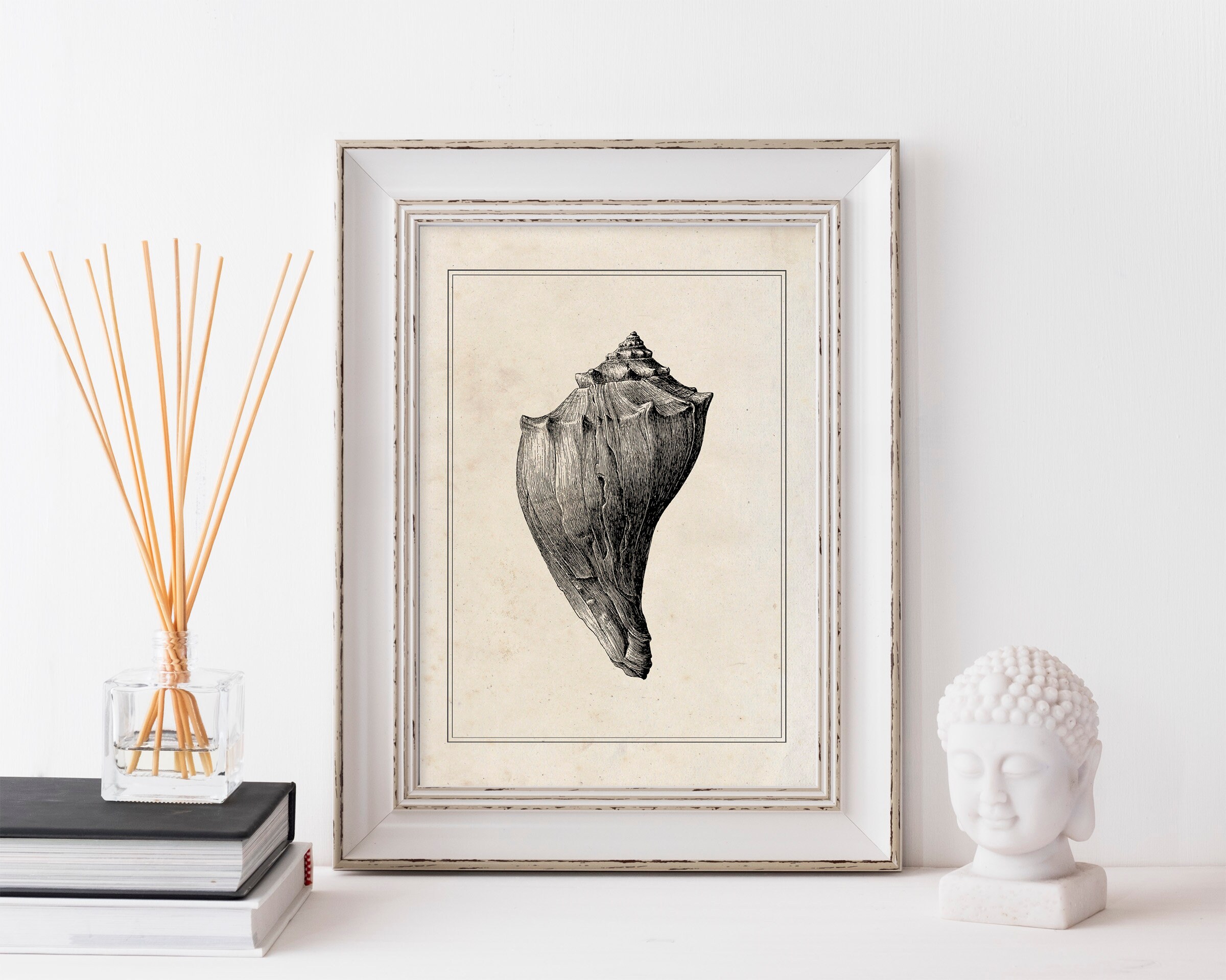 Vintage Sea Shell Print Bathroom Wall Art Classic Coastal - Etsy