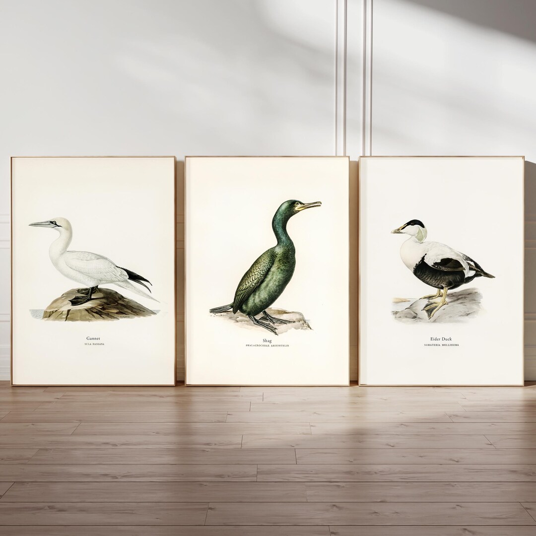 Vintage Sea Bird Wall Art Set of 3 Prints for Beach Decor Coastal Home ...