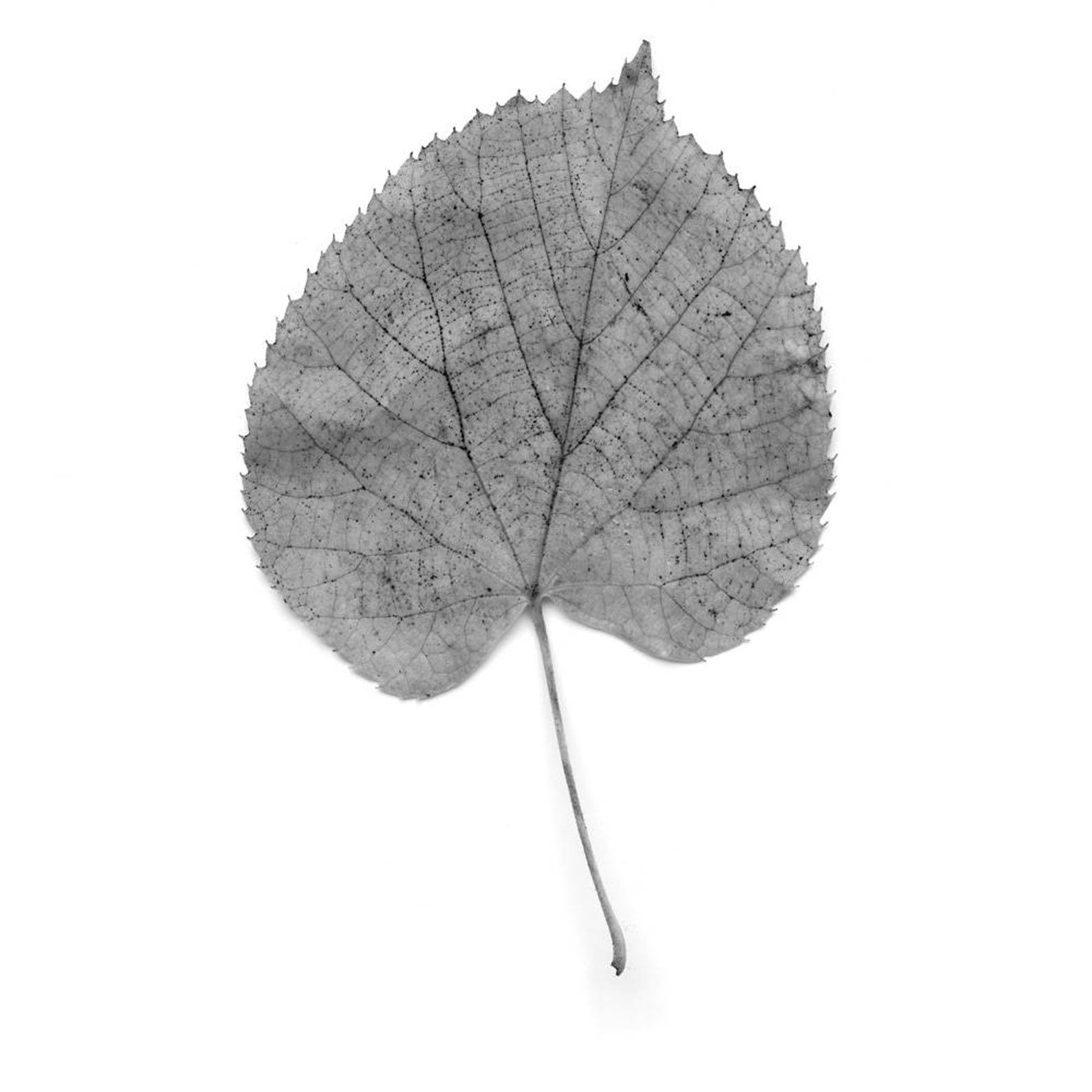 Large Botanical Prints Leaf Art Prints Botanical Wall Art | Etsy