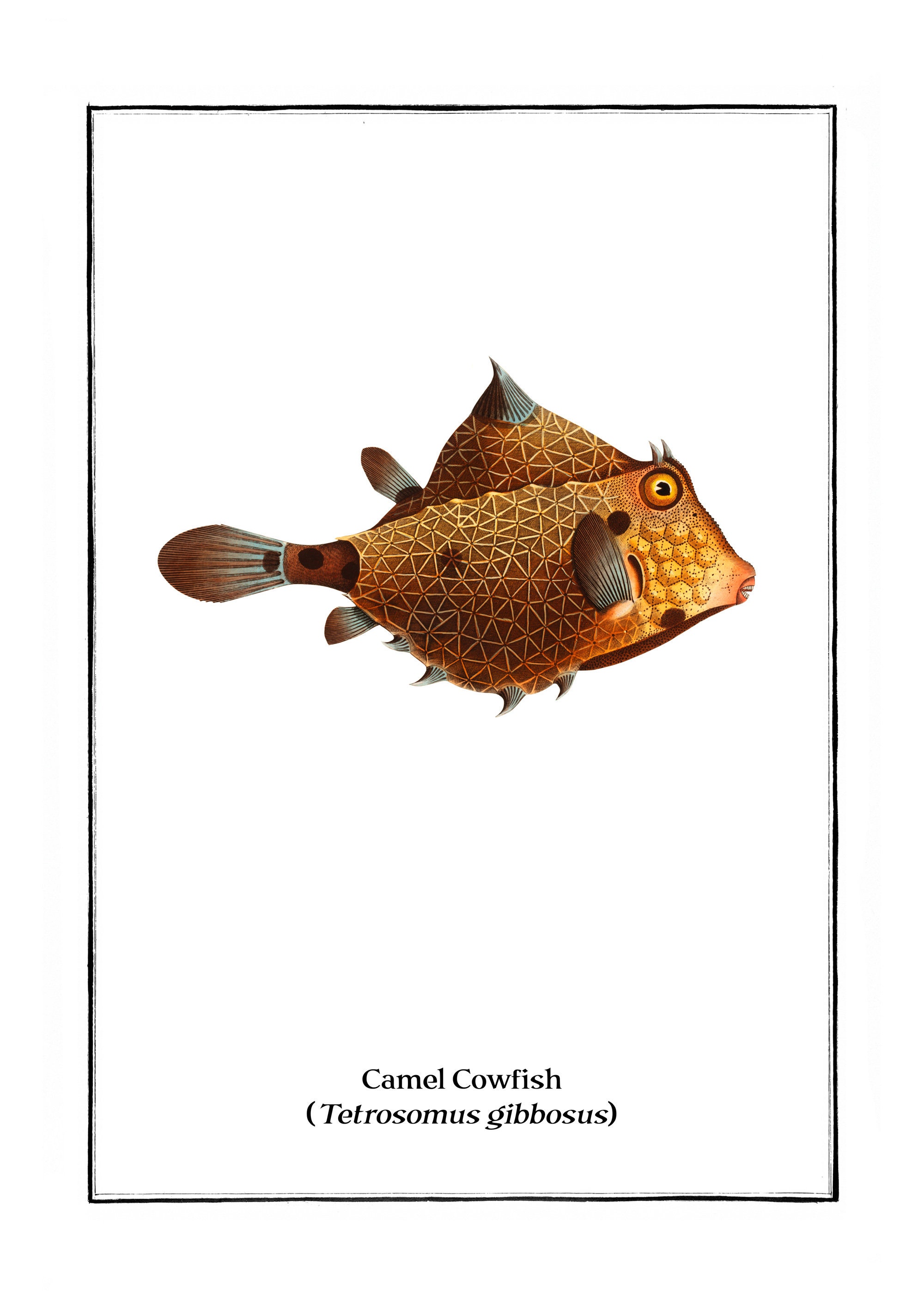 Vintage Cowfish Print Colourful Sea Fish Art Vintage Aquatic | Etsy