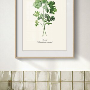 Parsley Herb Wall Art Gift for New Kitchen Rustic Green Decor Idea for ...