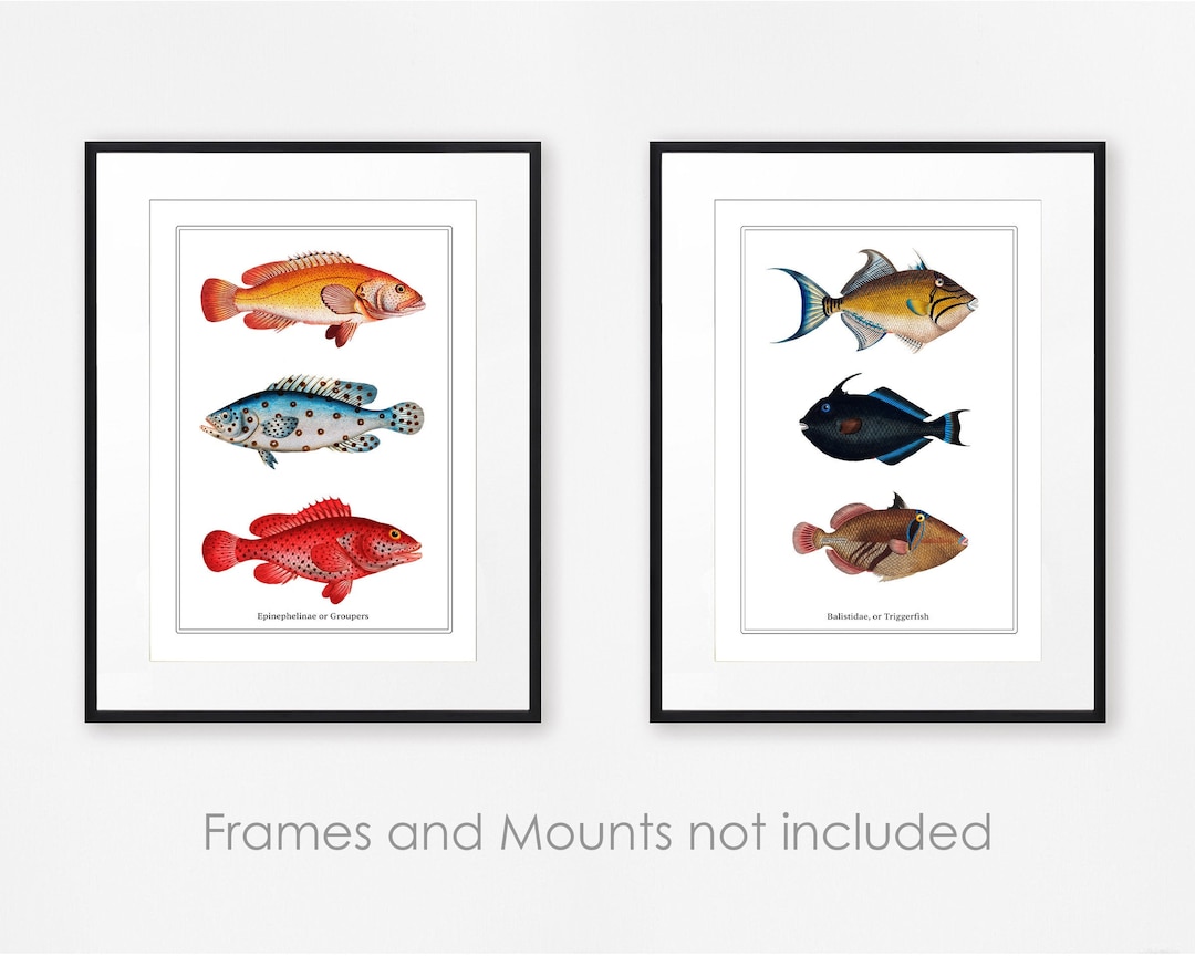 Set of Vintage Colourful Fish Prints Bathroom Wall Art Set Natural ...