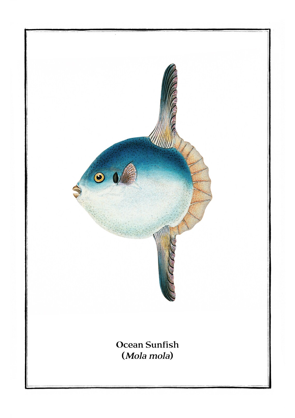 Vintage Sunfish Print Colourful Sea Fish Art Vintage Aquatic - Etsy UK