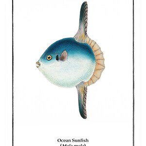 Vintage Sunfish Print Colourful Sea Fish Art Vintage Aquatic ...