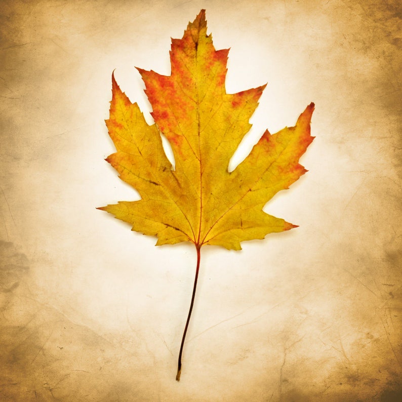 Rustic Nature Decor Large Botanical Prints Set of 4 Prints | Etsy