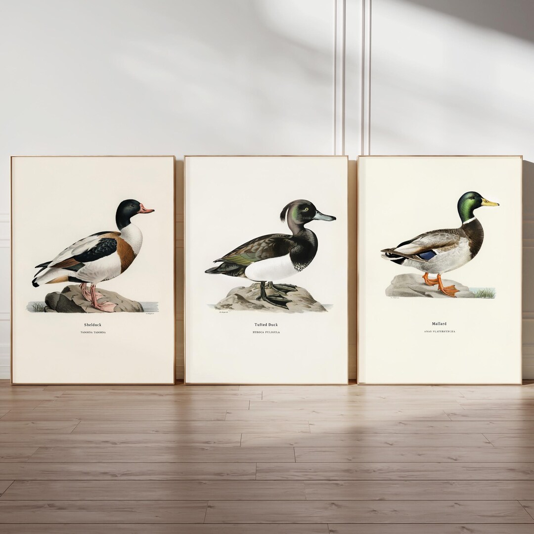 Vintage Duck Print Wall Display Home Decor Room Art Shelduck Print ...