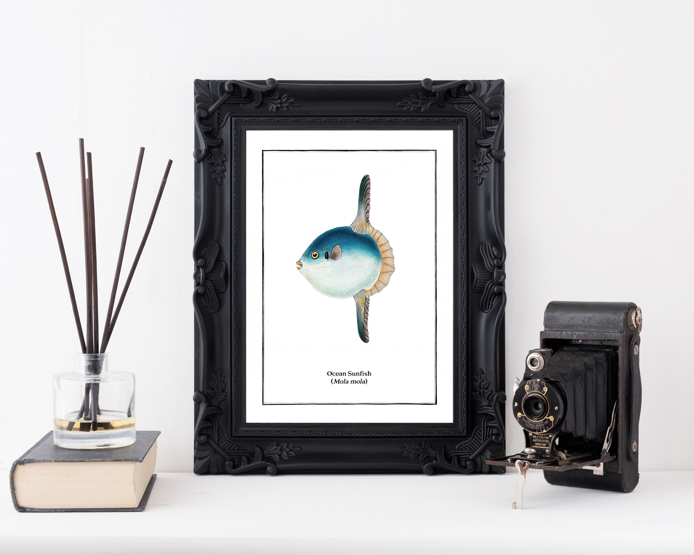 Vintage Sunfish Print Colourful Sea Fish Art Vintage Aquatic - Etsy UK