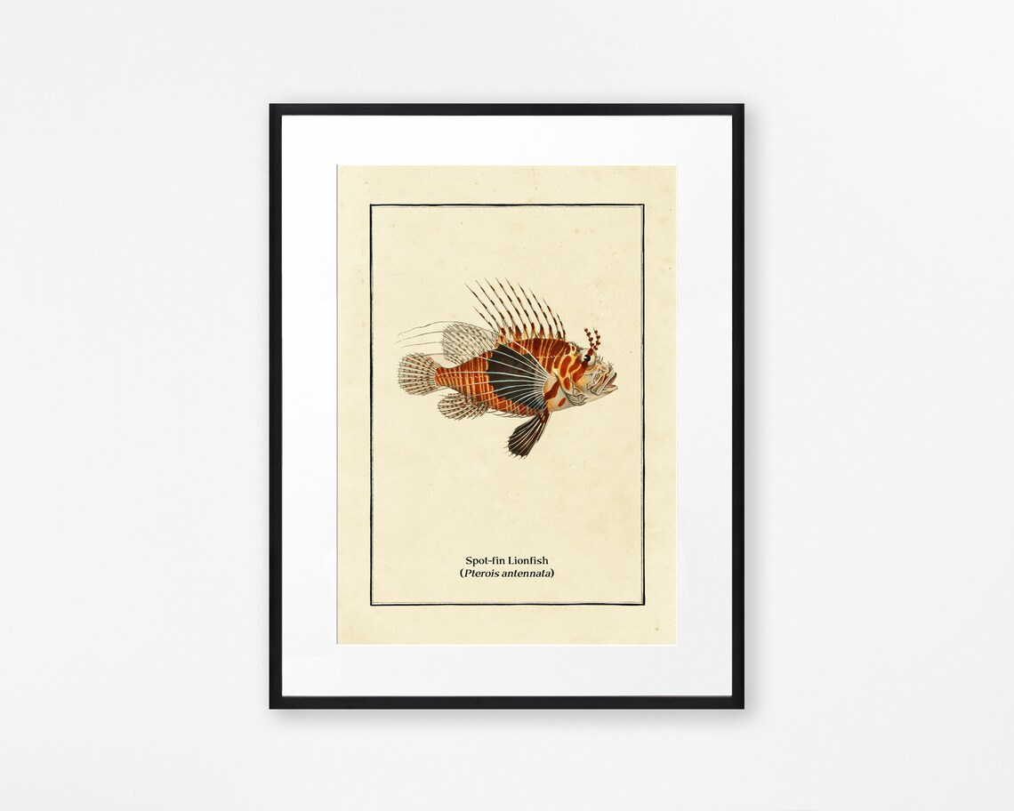 Pair of Vintage Tropical Fish Prints Bathroom Wall Art Set | Etsy