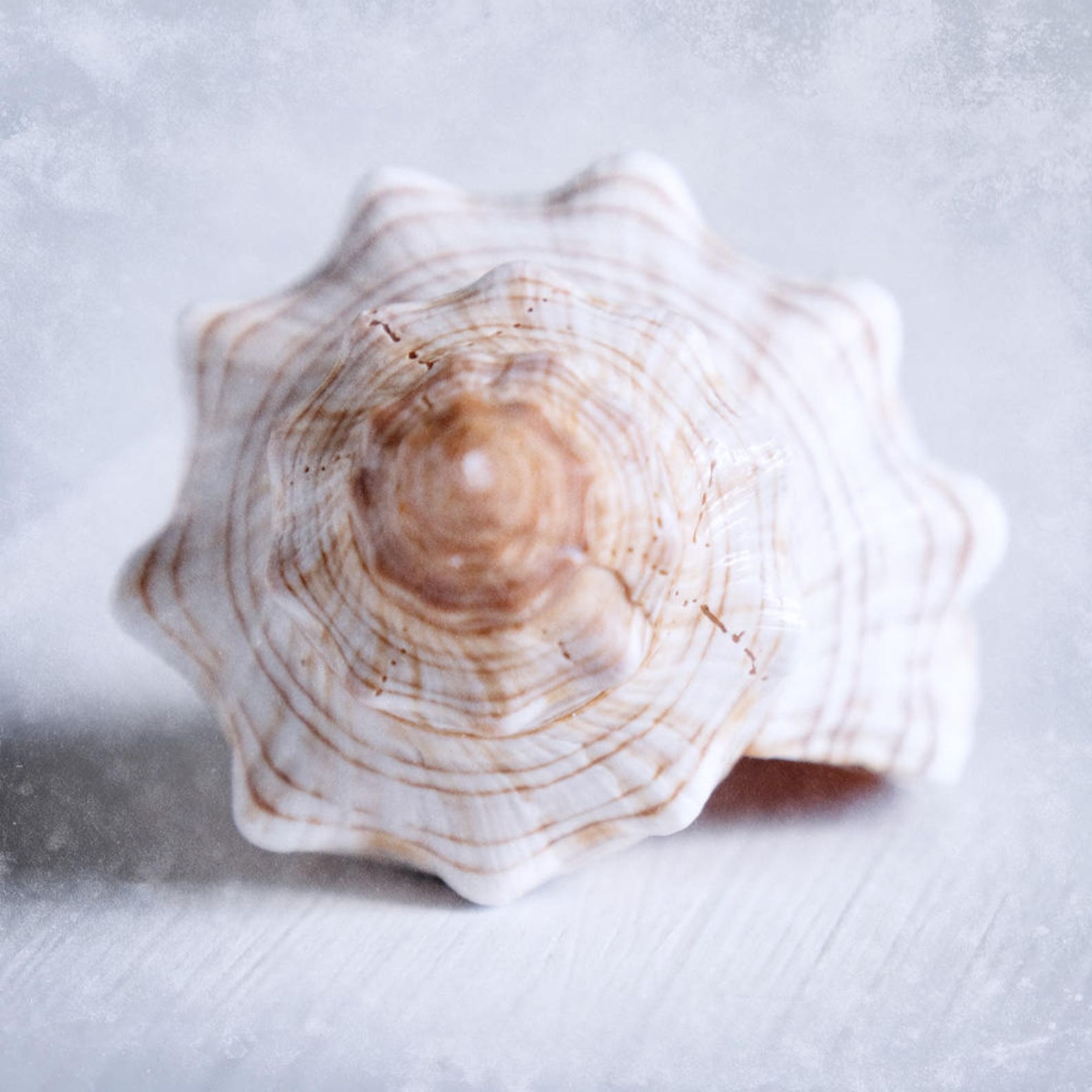 Beach Decor Sea Shell Prints Coastal Decor Set of 3 Prints - Etsy