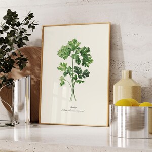 Parsley Herb Wall Art Gift for New Kitchen Rustic Green Decor Idea for ...