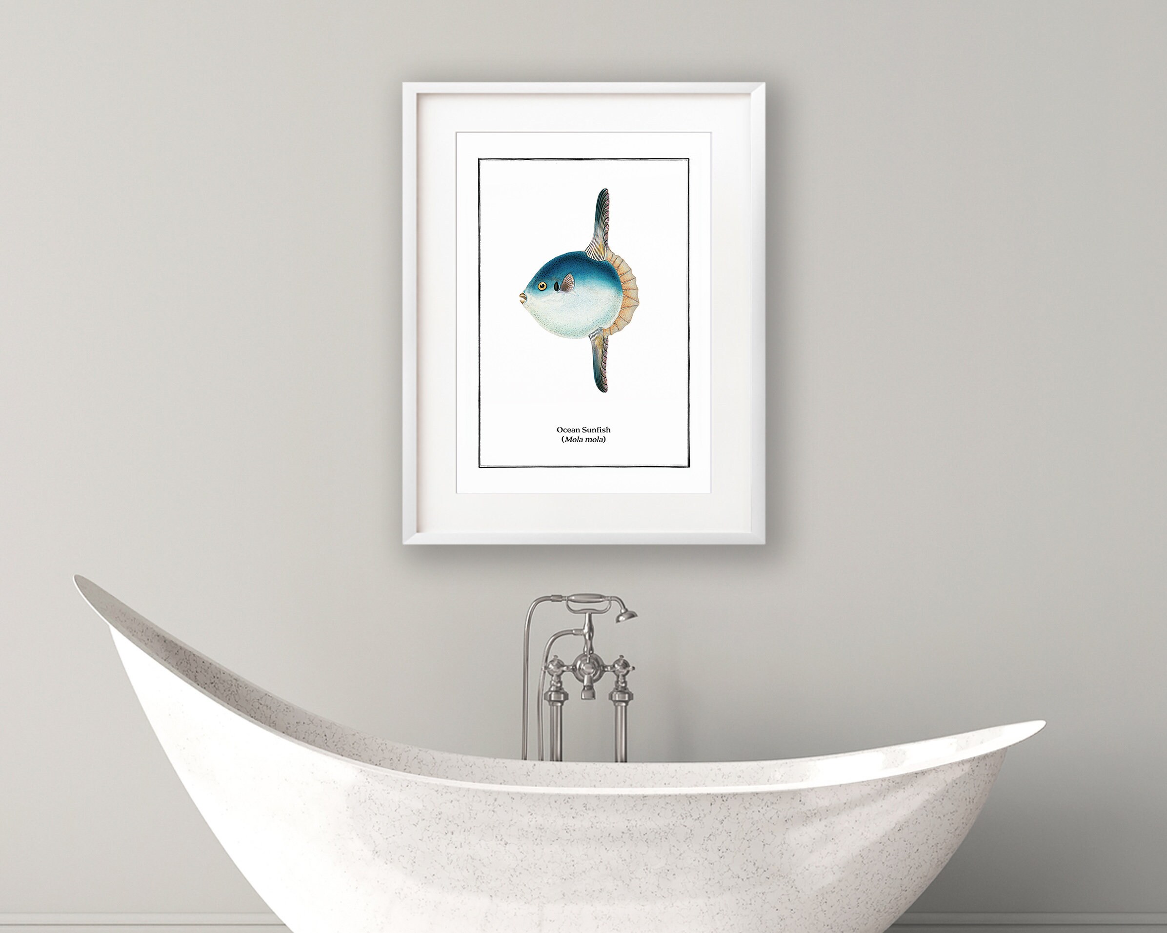 Vintage Sunfish Print Colourful Sea Fish Art Vintage Aquatic - Etsy UK