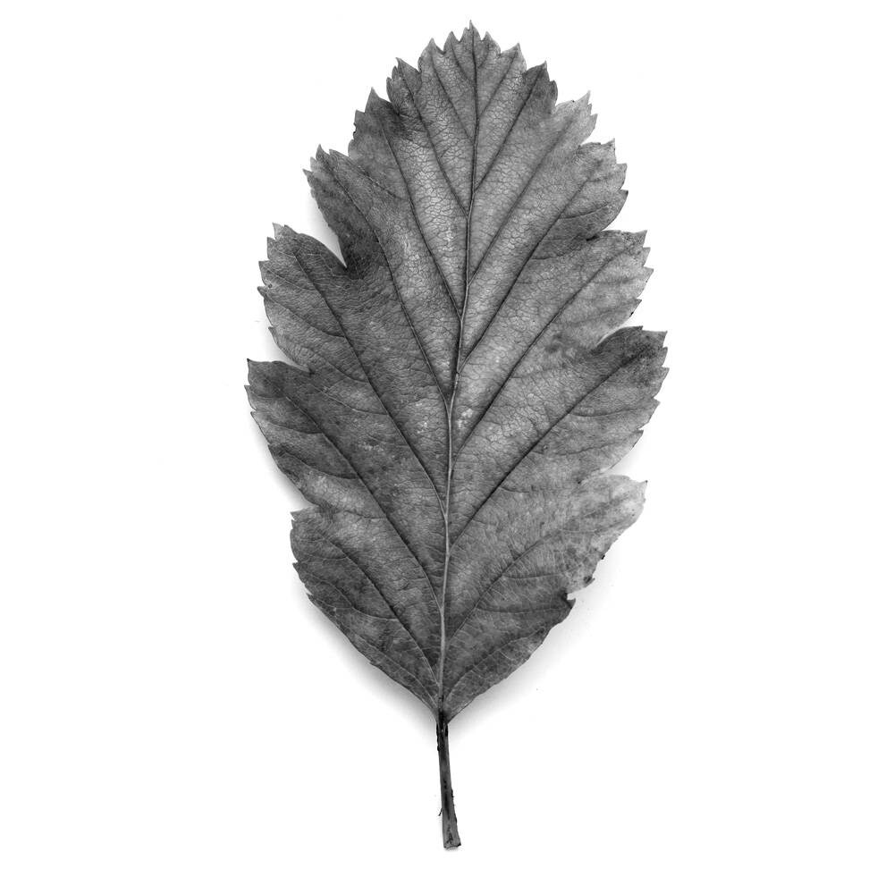 Large Botanical Prints Leaf Art Prints Botanical Wall Art | Etsy