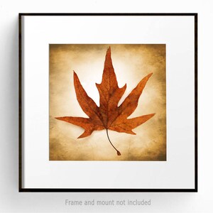 Rustic Nature Decor Large Botanical Prints Set of 4 Prints - Etsy