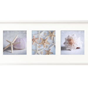 Beach Decor Sea Shell Prints Coastal Decor Set of 3 Prints Bathroom ...
