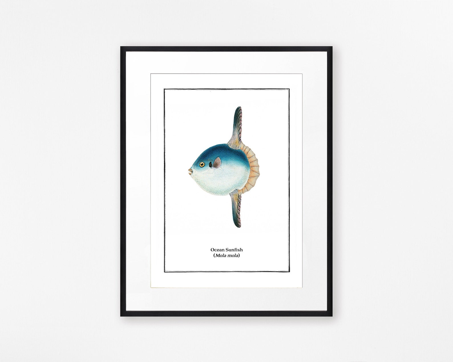 Vintage Sunfish Print Colourful Sea Fish Art Vintage Aquatic - Etsy UK