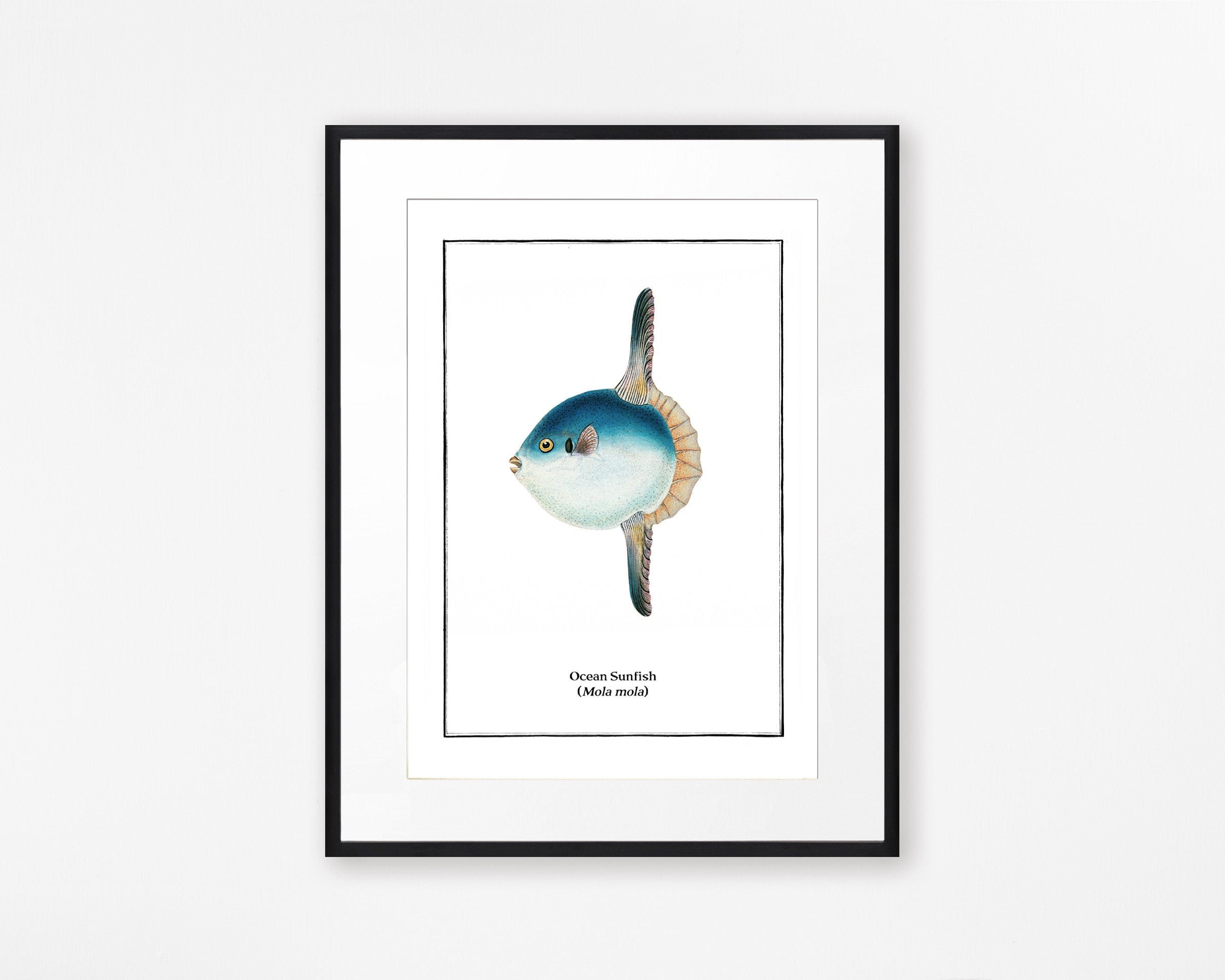 Vintage Sunfish Print Colourful Sea Fish Art Vintage Aquatic ...