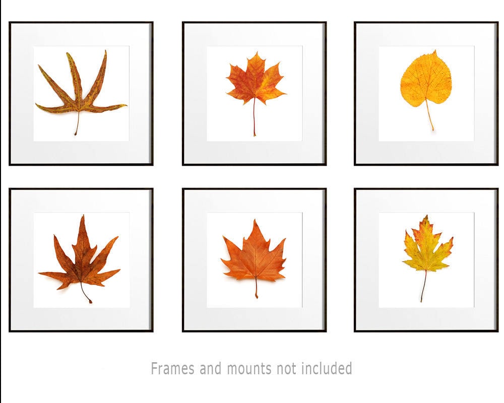 Minimalist Nature Art Leaf Art Prints Botanical Wall Art Set of 6 ...