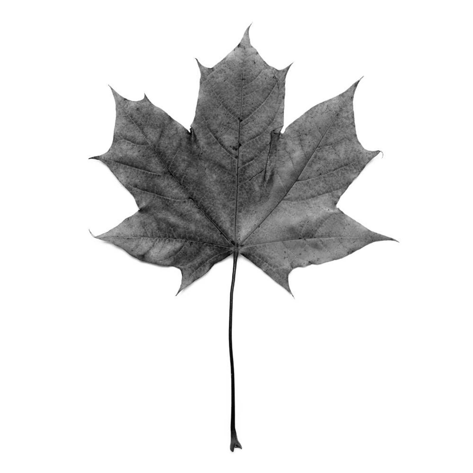 Large Botanical Prints Leaf Art Prints Botanical Wall Art | Etsy