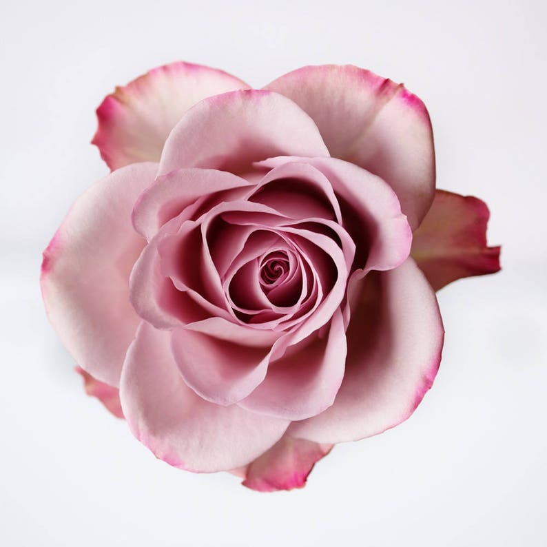 Pink Rose Flower Photograph Modern Floral Wall Art Botanical | Etsy