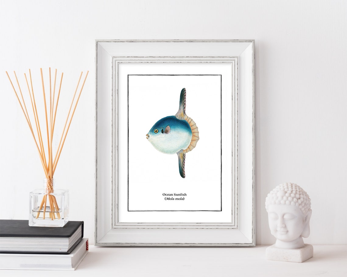 Vintage Sunfish Print Colourful Sea Fish Art Vintage Aquatic - Etsy UK