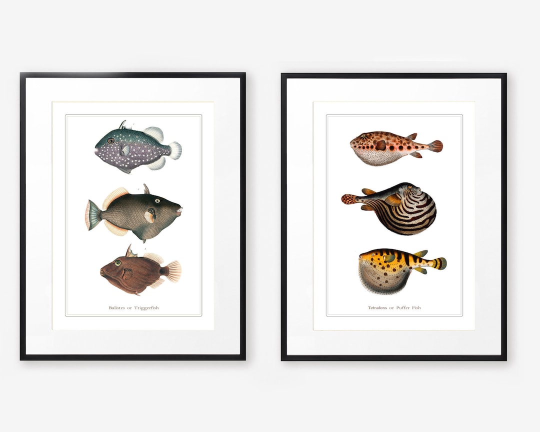 Pair of Vintage Colourful Fish Prints, Bathroom Wall Art Set, Natural ...