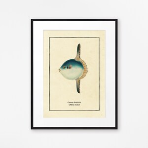 Vintage Sunfish Print Colourful Sea Fish Art Vintage Aquatic ...