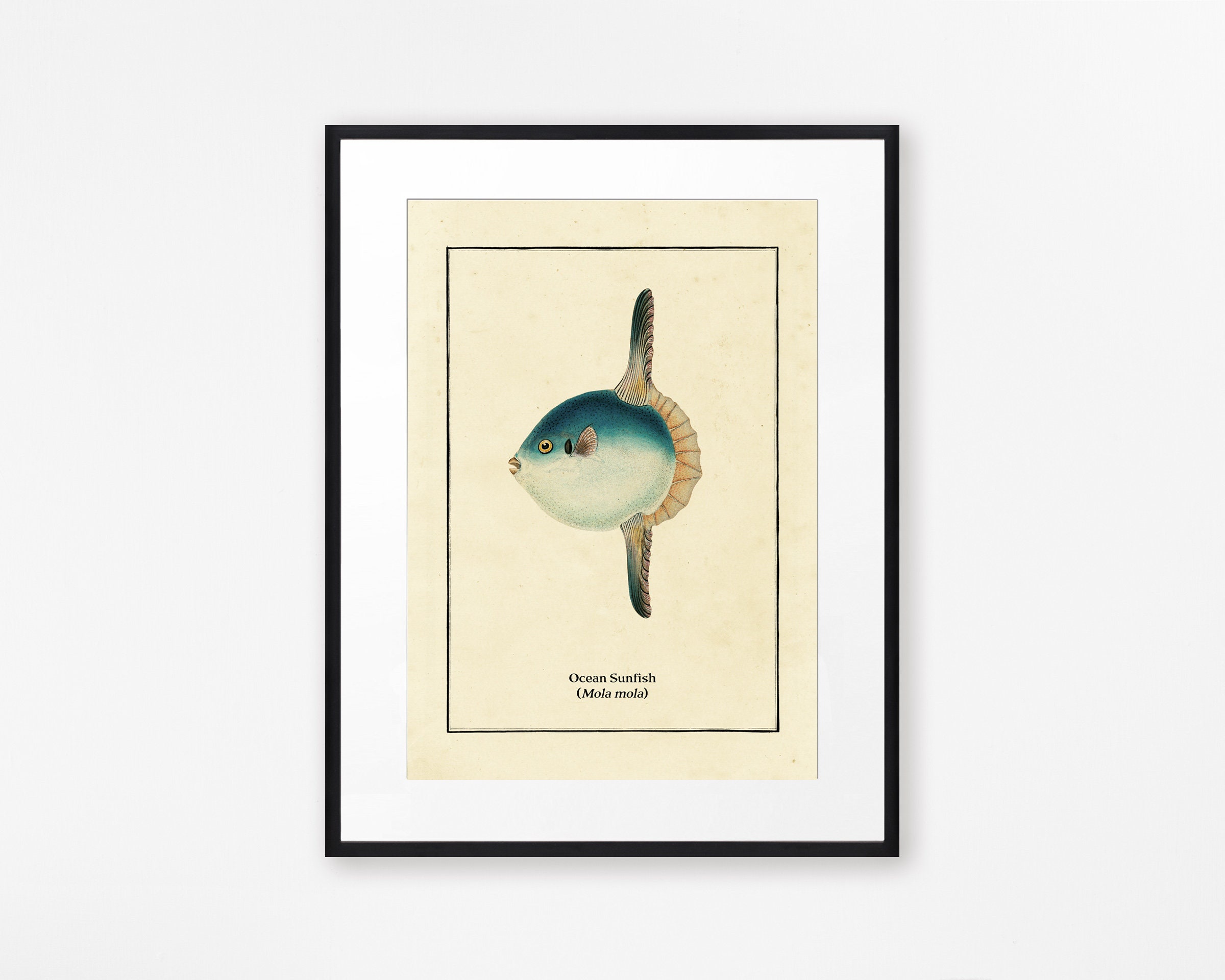 Vintage Sunfish Print Colourful Sea Fish Art Vintage Aquatic - Etsy UK