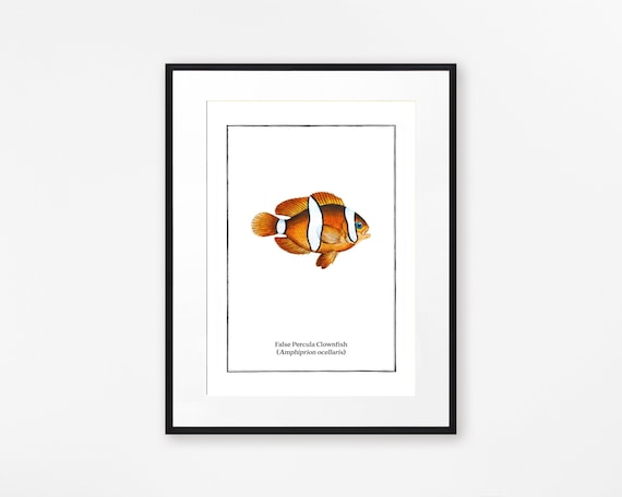 Vintage Clownfish Print Colourful Sea Fish Art Vintage | Etsy