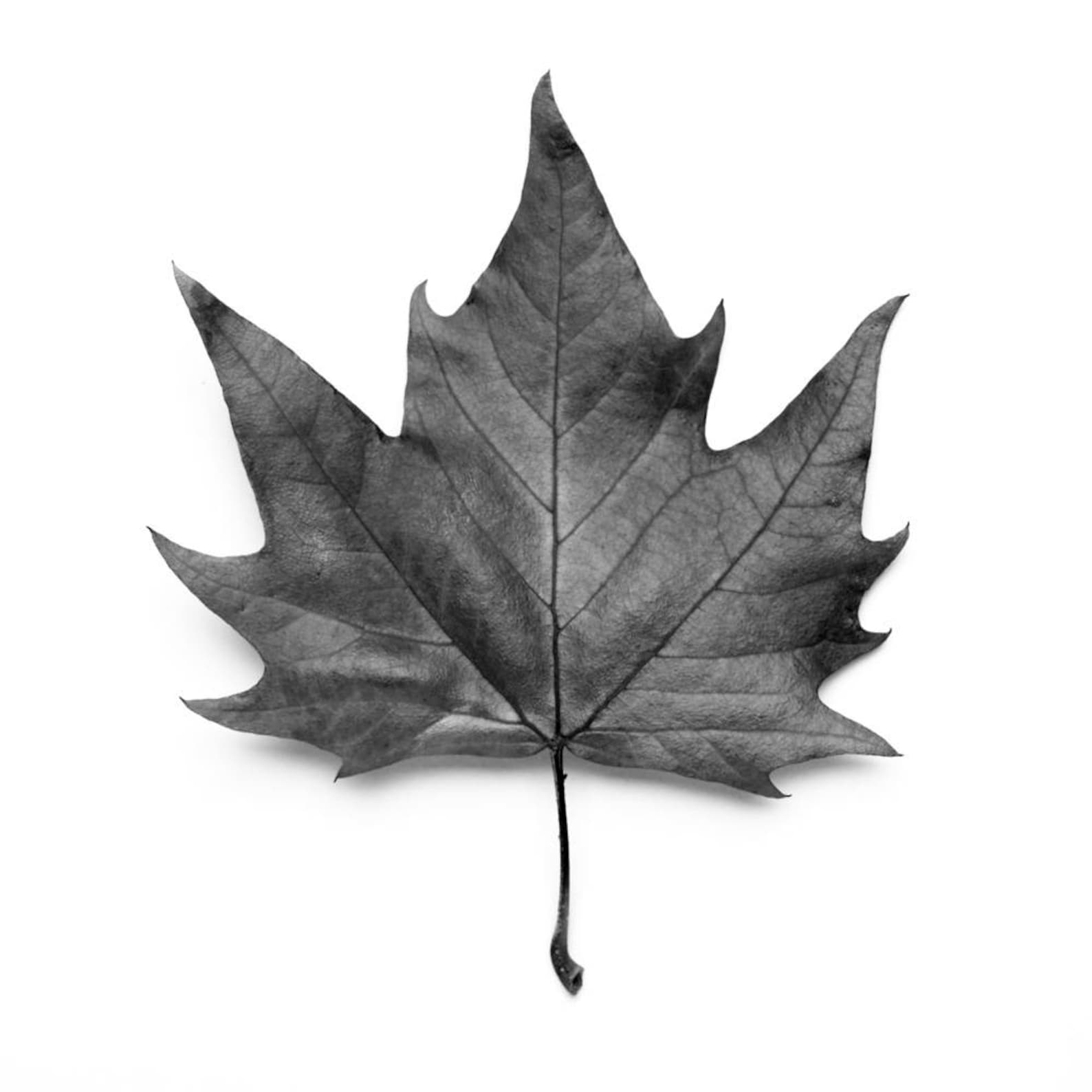 Large Botanical Prints Leaf Art Prints Botanical Wall Art | Etsy