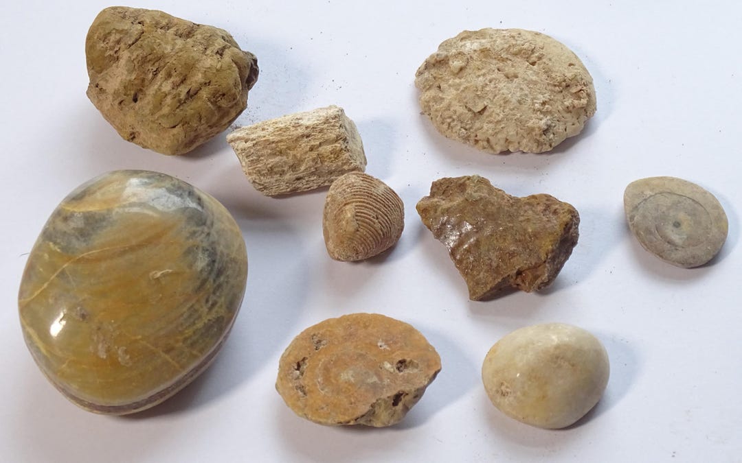 FOSSIL PIECES, Various X 9 - See Photo - Great Starter Set / Gift - Bi ...