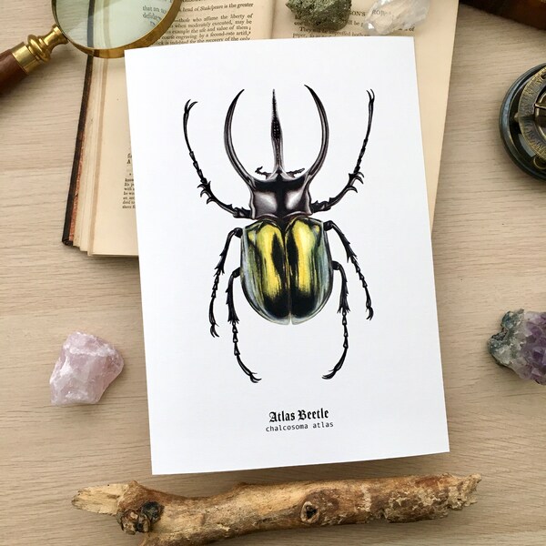 Atlas Beetle - Etsy