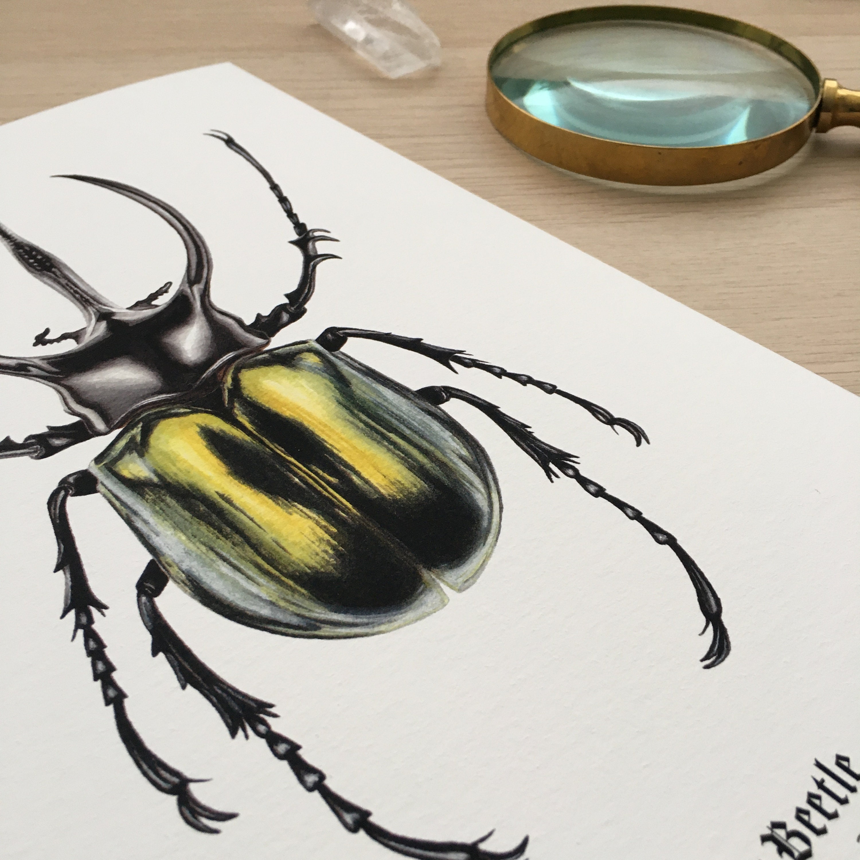 Atlas Beetle Giclee Fine Art Print A4 Gothic Wildlife Dark - Etsy UK