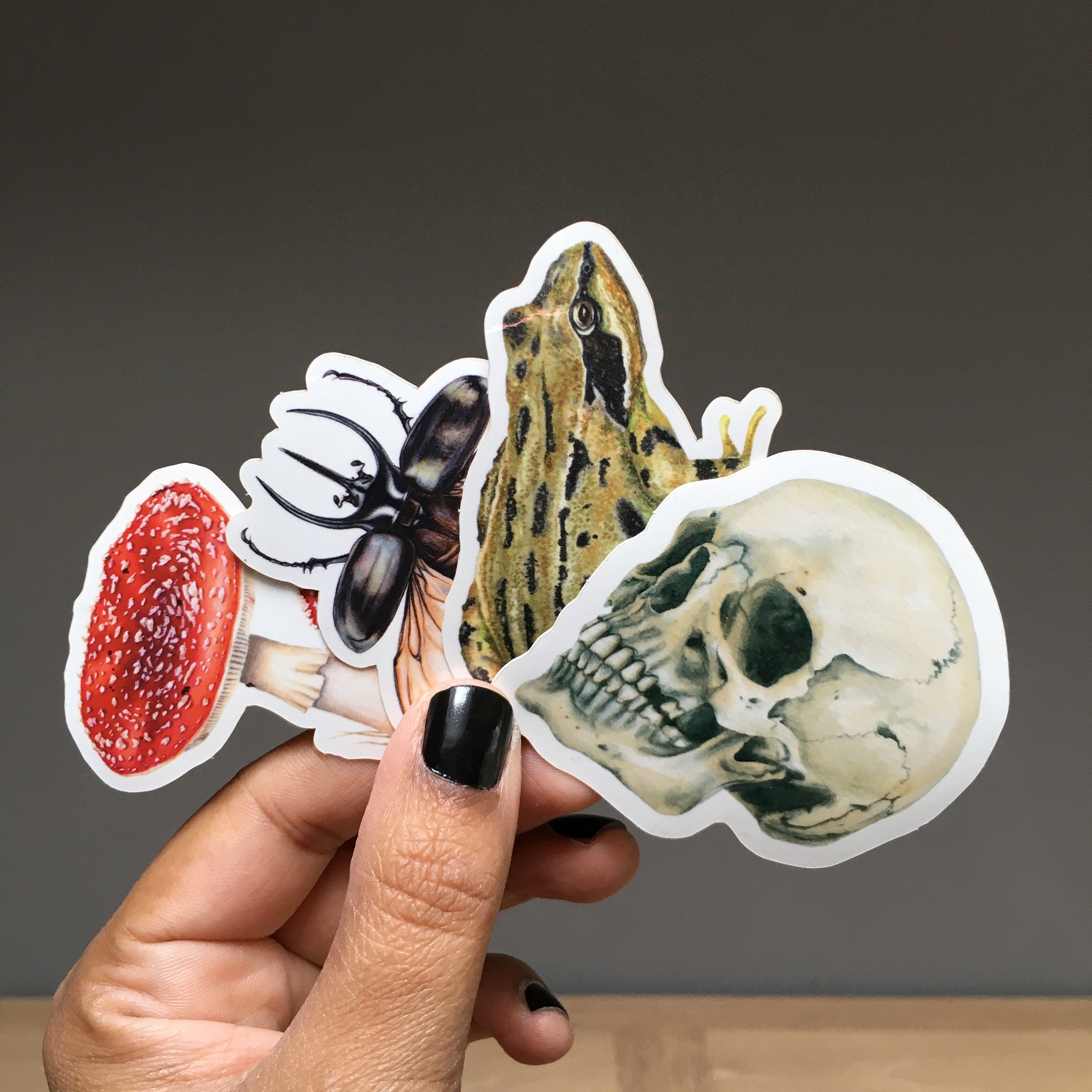 Vinyl Human Skull Sticker Weatherproof Gothic Wildlife | Etsy