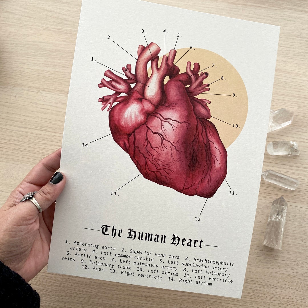 Valentine Anatomy Heart Graphic Design Print A4 Gothic - Etsy