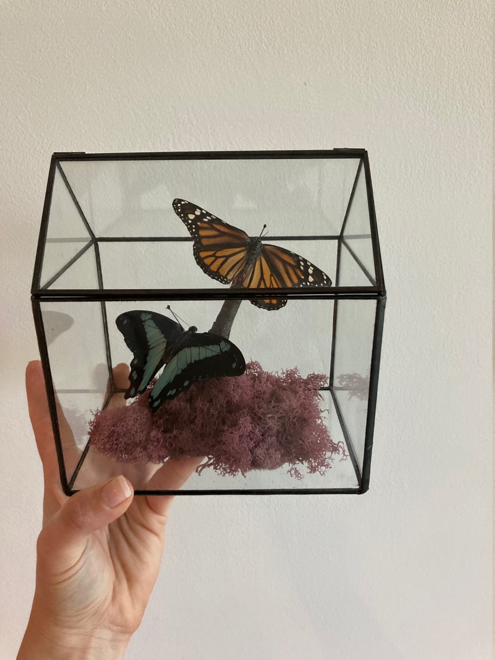 BUTTERFLY TERRARIUM 12 - Etsy