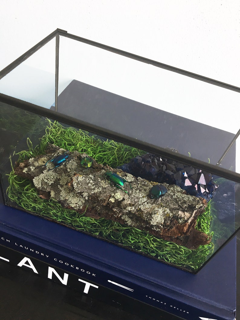 Beetle Display 02, Insect Display, Bug Display, Beetle Art, Sculpture ...