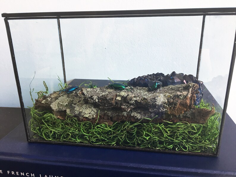 Beetle Display 02 Insect Display Bug Display Beetle Art - Etsy Hong Kong