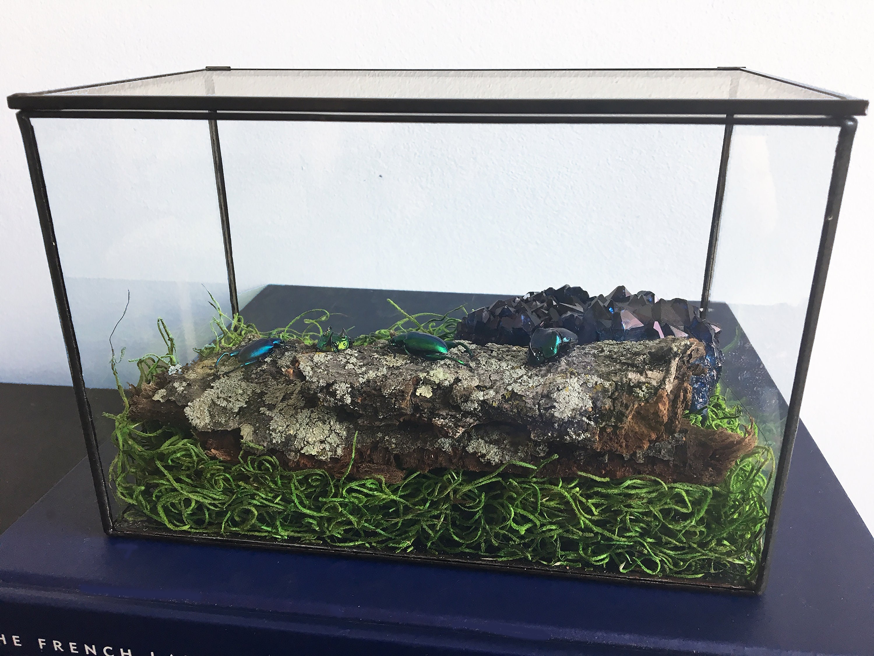 Beetle Display 02, Insect Display, Bug Display, Beetle Art, Sculpture ...